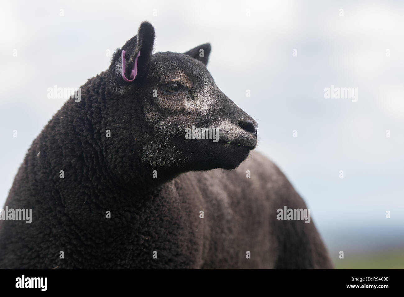 Blue texel sheep hi-res stock photography and images - Alamy