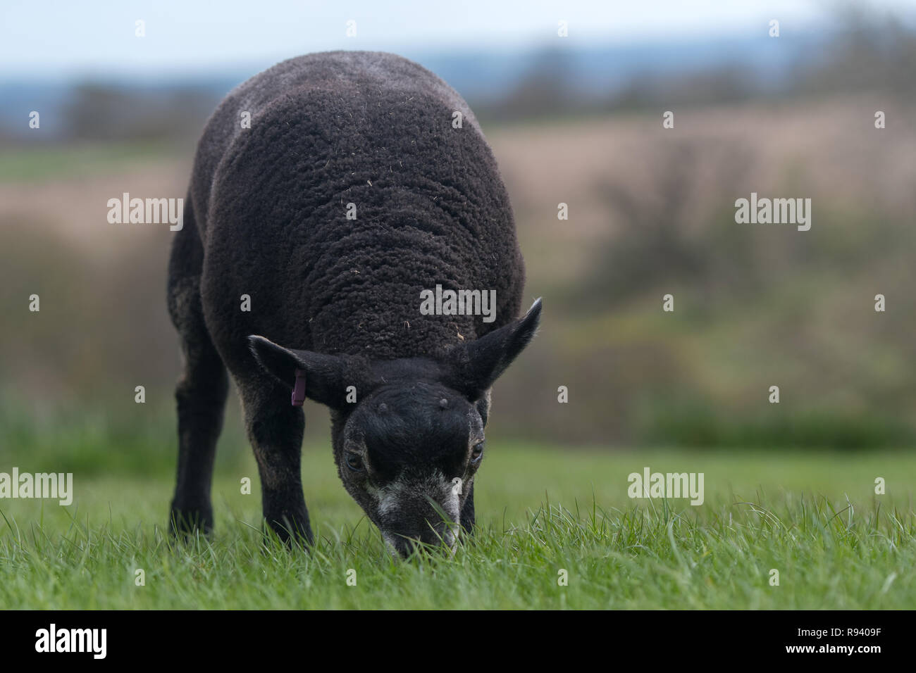 Blue texel sheep uk hi-res stock photography and images - Alamy