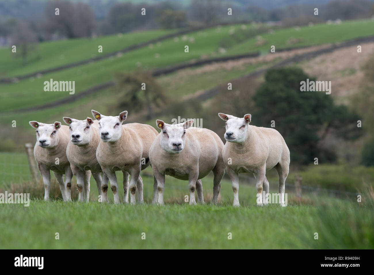 Gimmer Sheep High Resolution Stock Photography and Images - Alamy