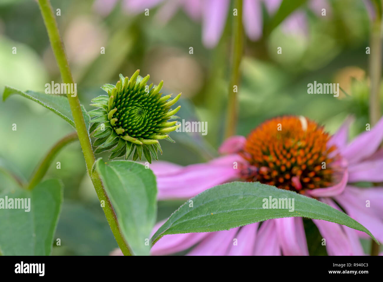 Fine art still life outdoor floral macro of an evolving single isolated ...