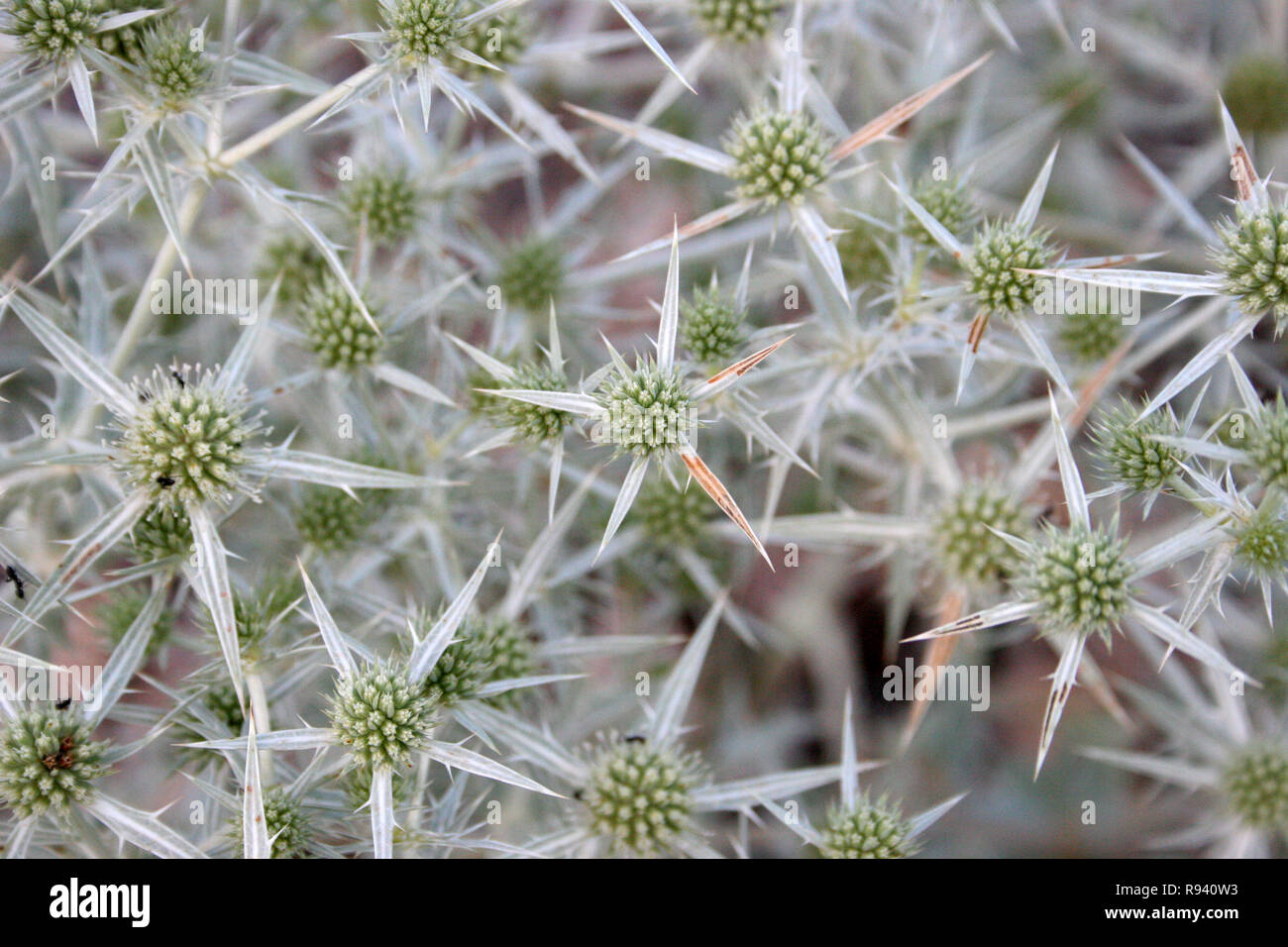 dried flowers texture, raw materials dried flowers cornflower Stock ...