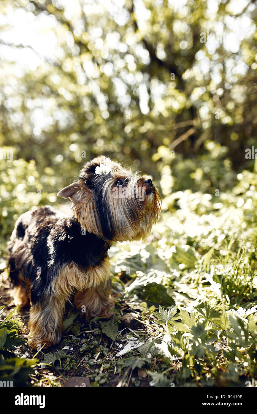 Yorkshire Terrier. Little cute dog on a walk in the park. Bright ...