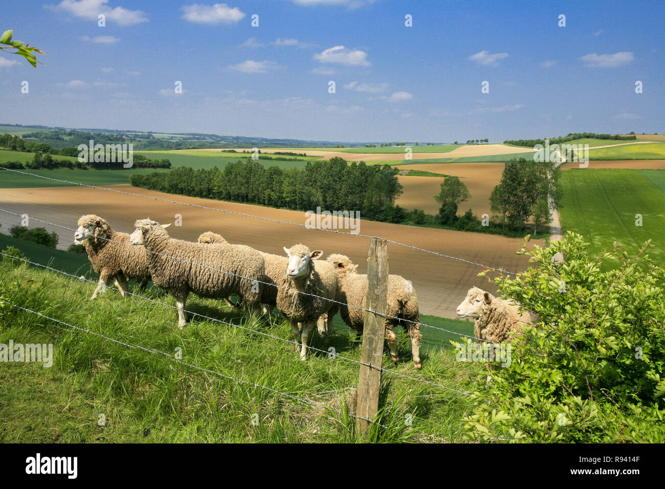 Landscape of the Authie Valley (northern France): sheep herd and rural ...