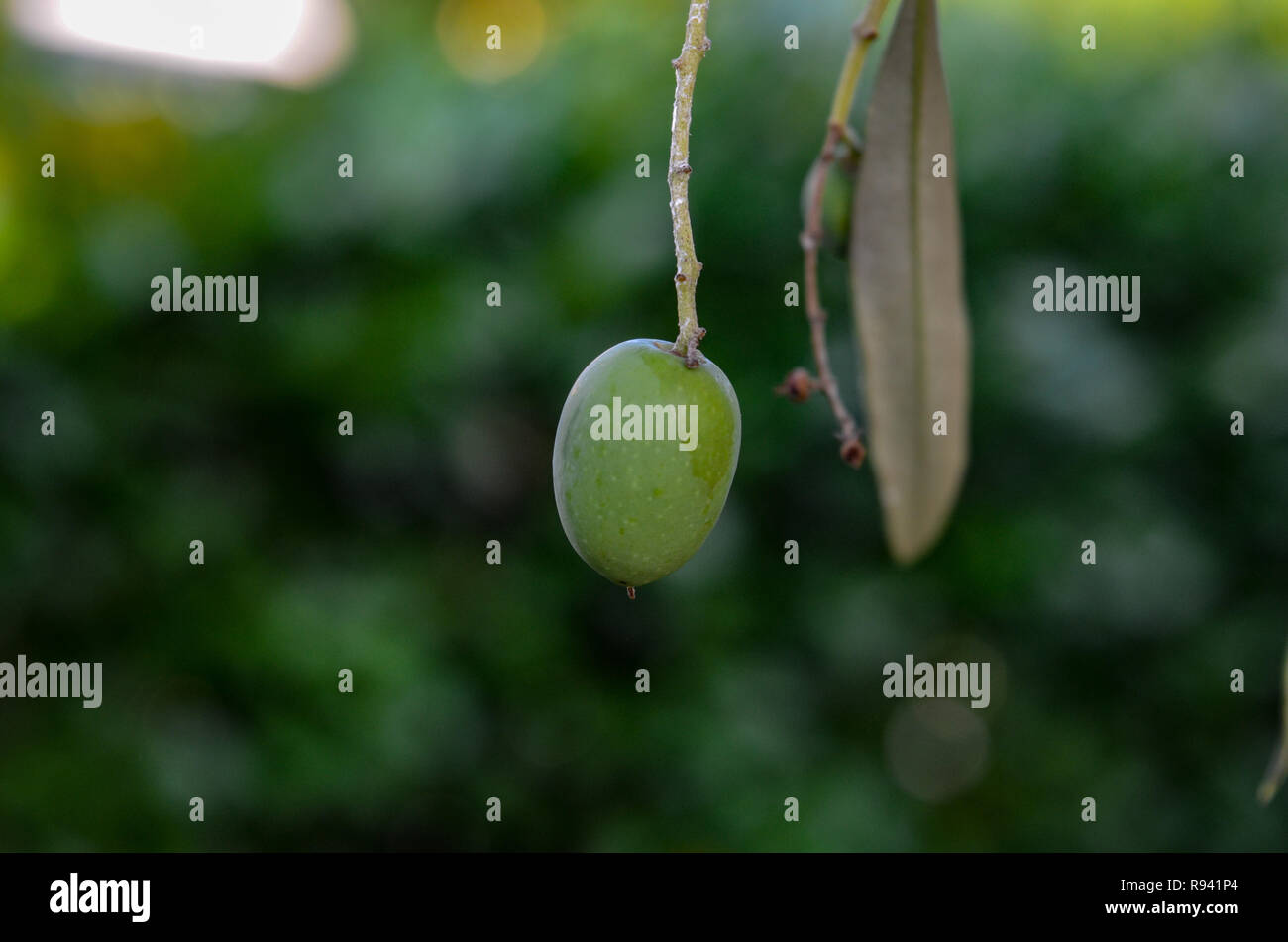 Growing olive tree hi-res stock photography and images - Alamy