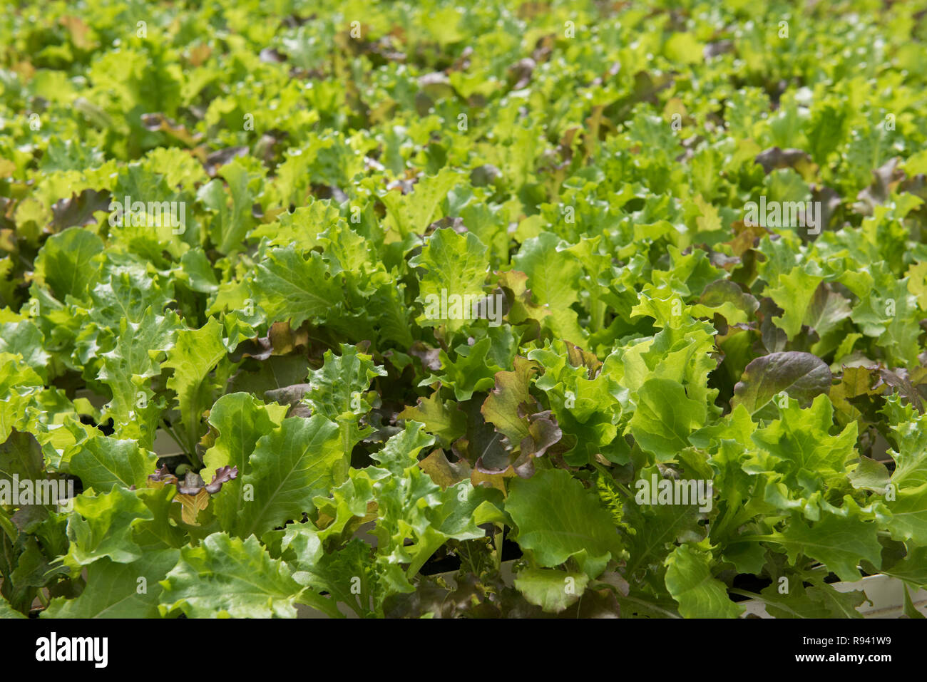 Cabbage Plantation Farm Stock Photo - Alamy