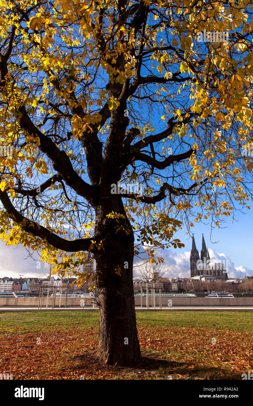chestnut tree at the banks of the river Rhine in the district Deutz ...