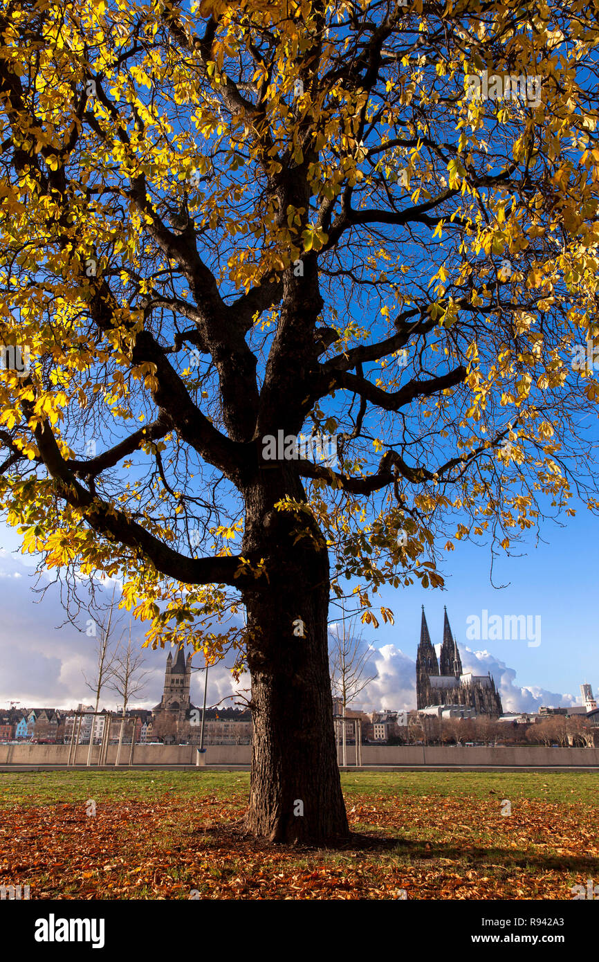 chestnut tree at the banks of the river Rhine in the district Deutz ...