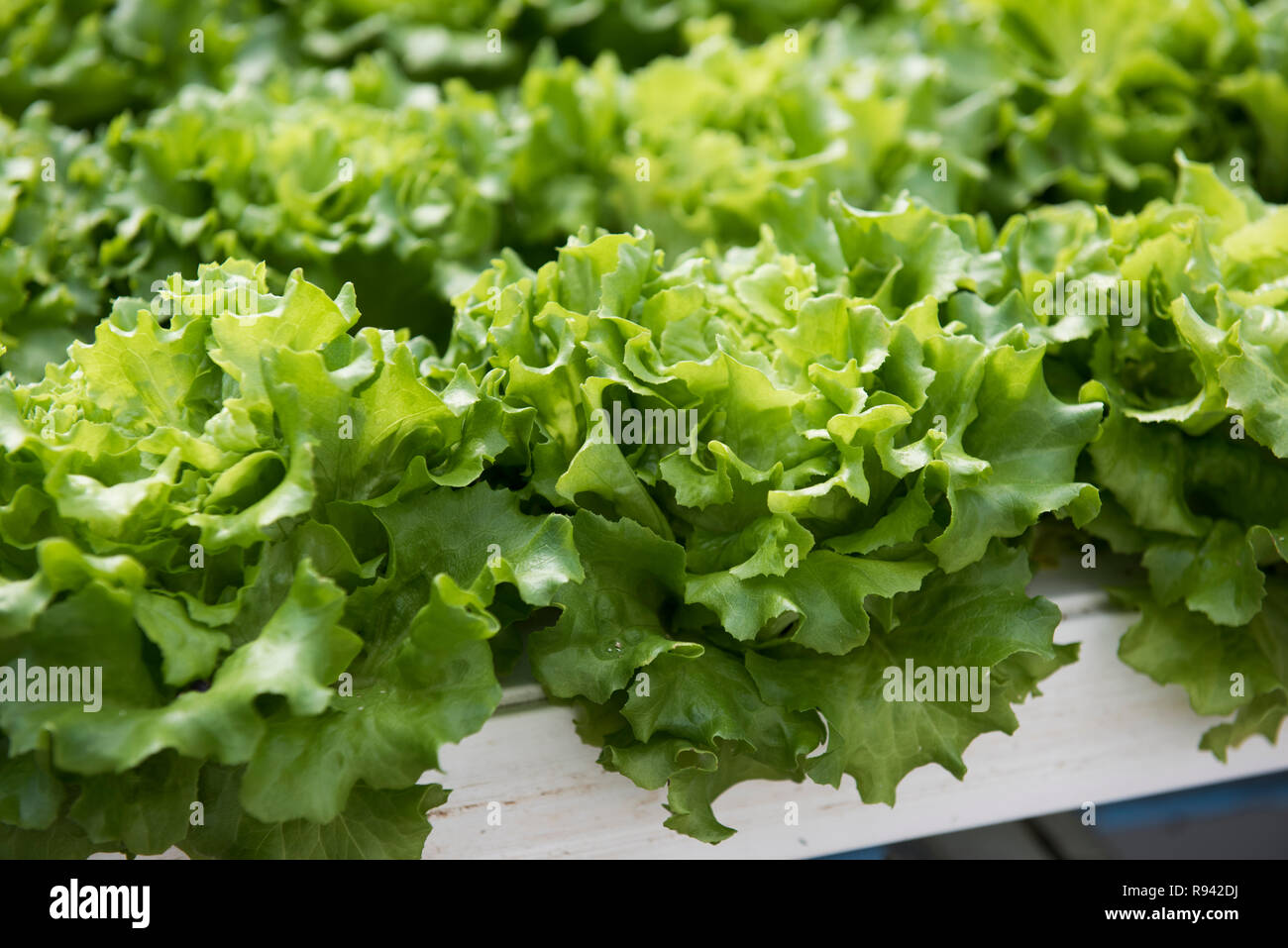 Cabbage Plantation Farm Stock Photo - Alamy