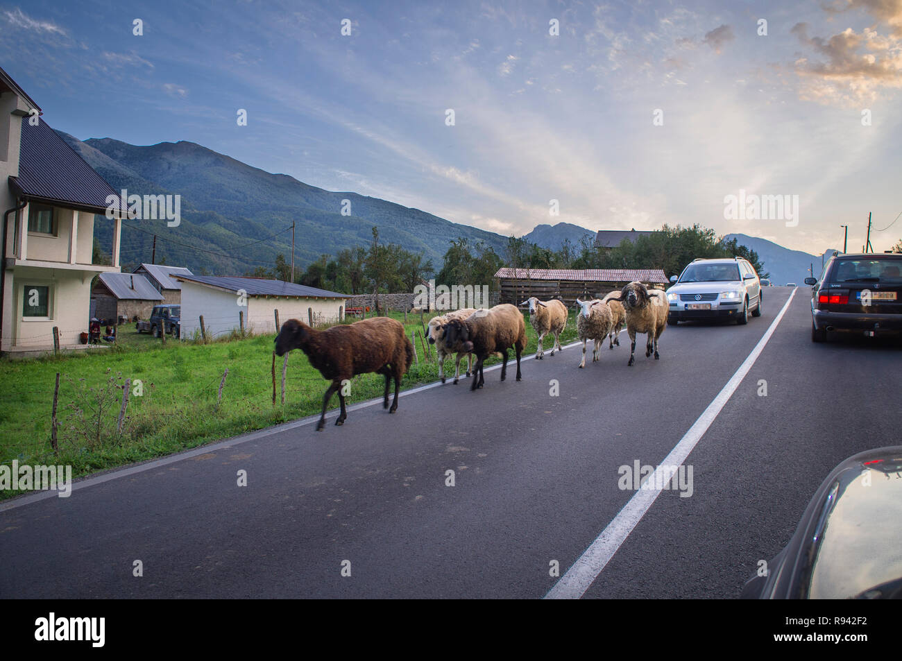 Livestock, sheep flock, on the road in the Plav Municipality in the ...
