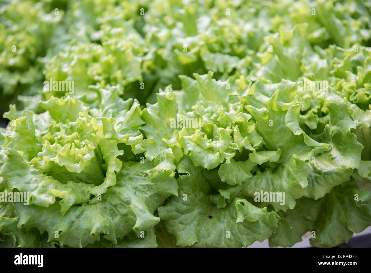 Hydroponics Cabbage Plantation Farm Stock Photo - Alamy