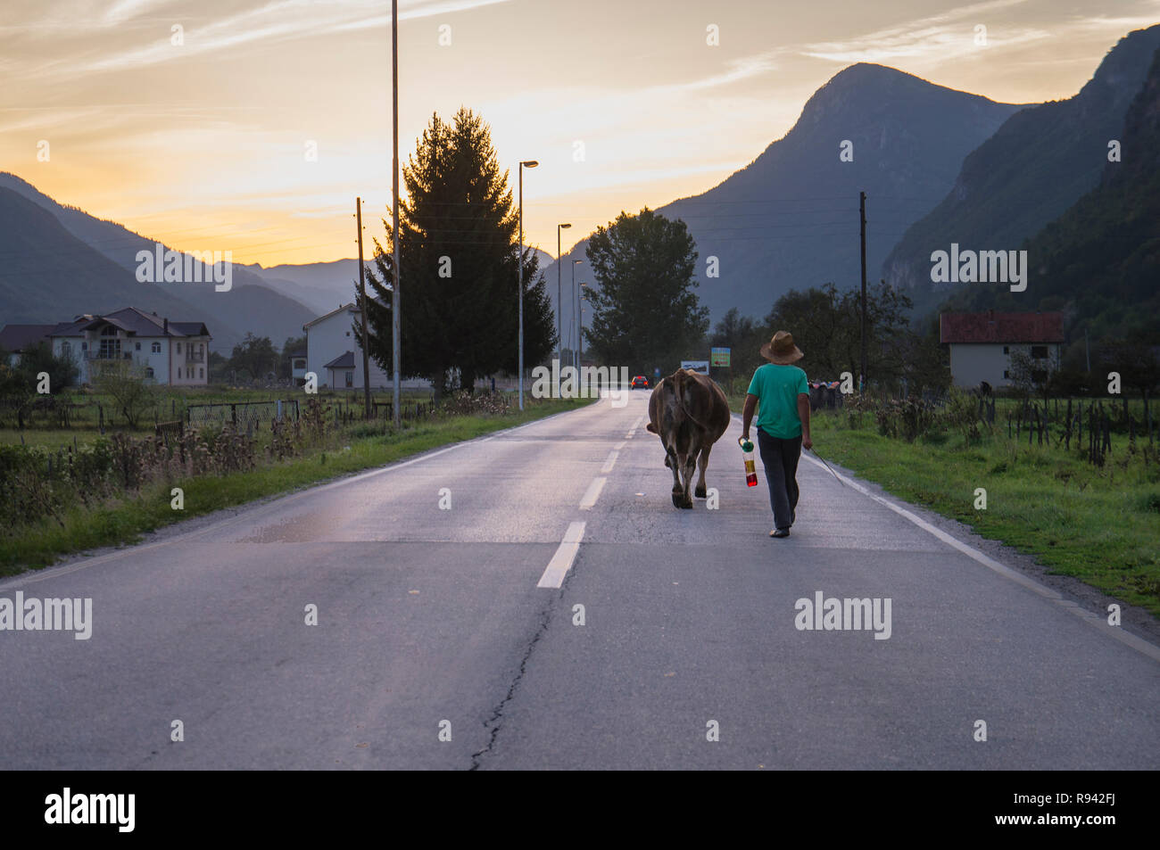 Livestock and shepherd on the road in the Plav Municipality in the ...