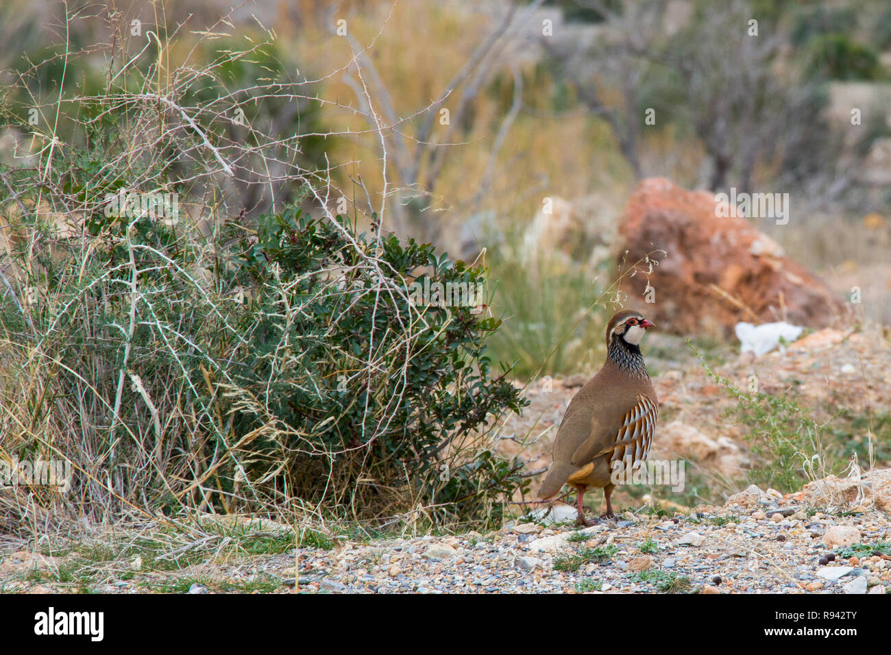 Chuka partridge hi-res stock photography and images - Alamy