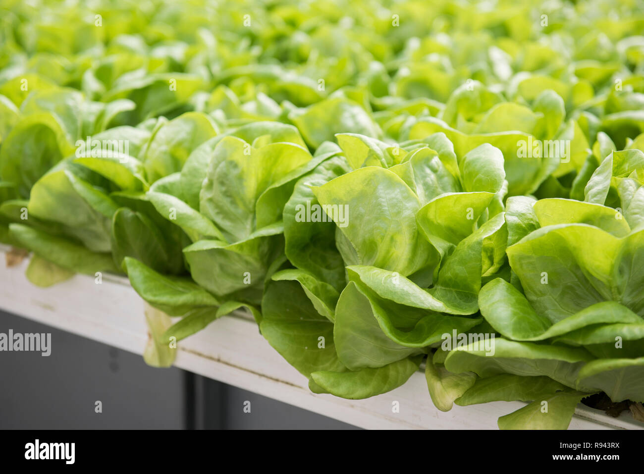 Cabbage Plantation Farm Stock Photo - Alamy
