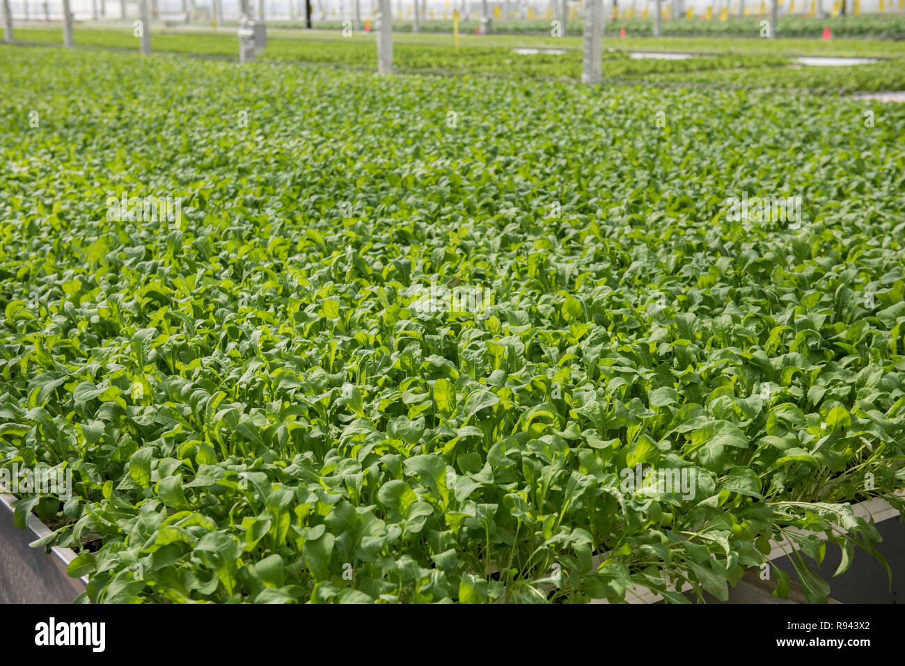 Modern farming cabbage hi-res stock photography and images - Alamy