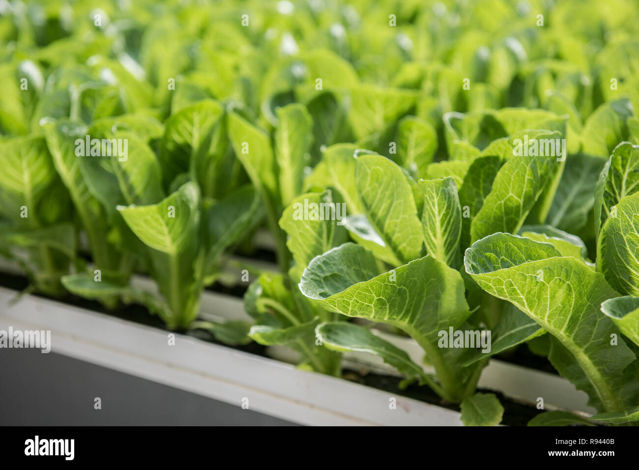 Cabbage Plantation Farm Stock Photo - Alamy
