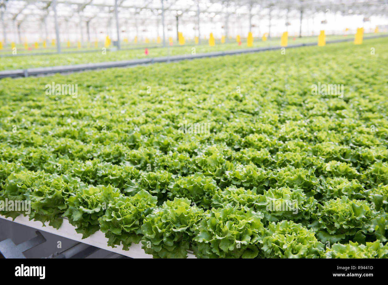 Hydroponics Style of Cultivation Stock Photo - Alamy