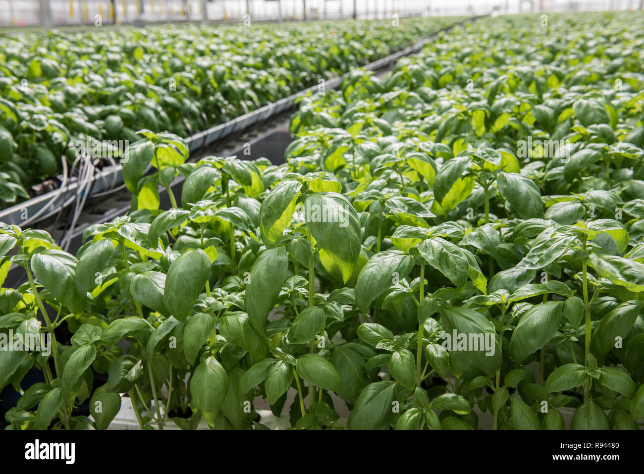Cabbage Plantation Farm Stock Photo - Alamy