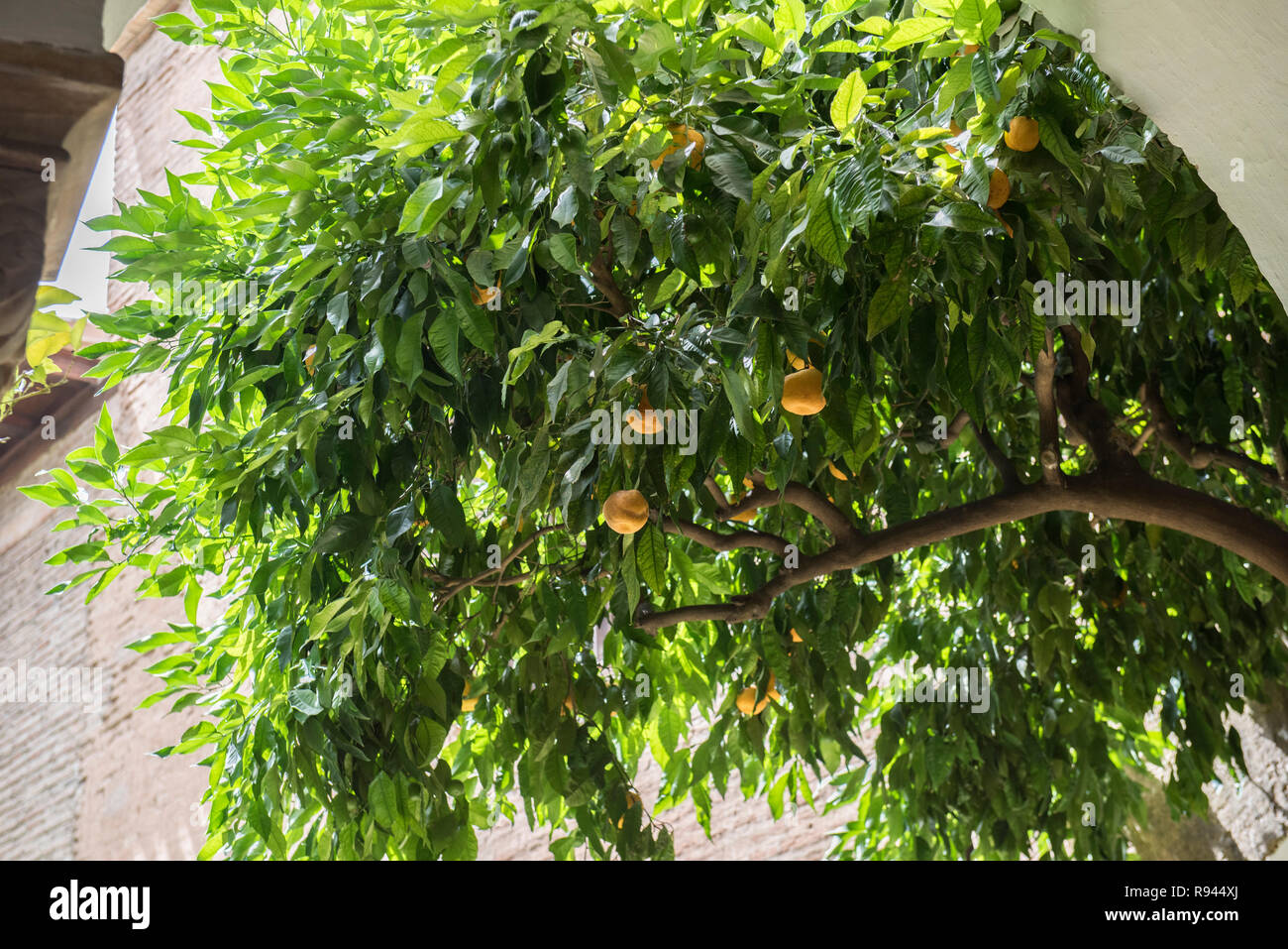 Nispero tree hi-res stock photography and images - Alamy