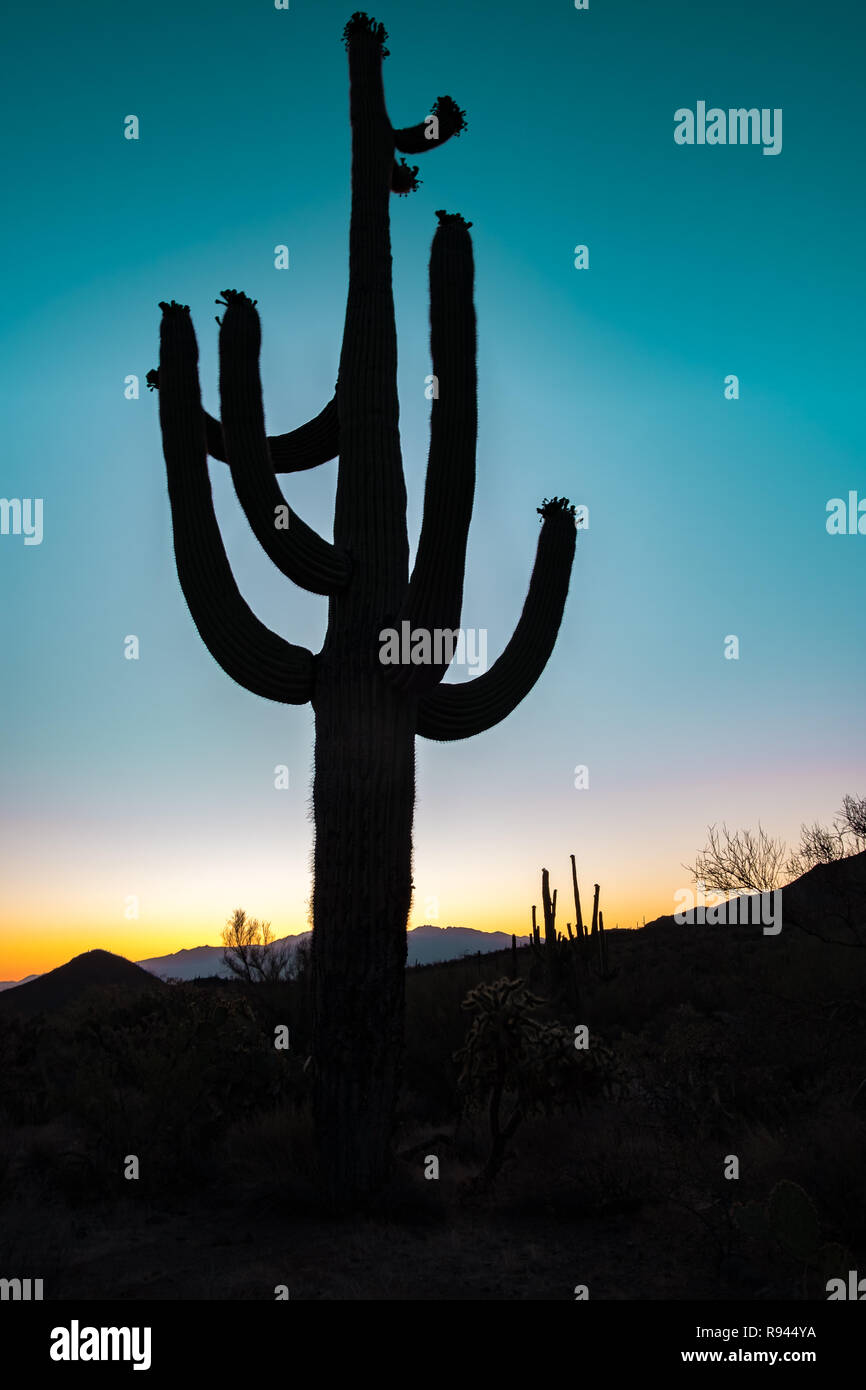 Desert sunset with cactus hi-res stock photography and images - Alamy