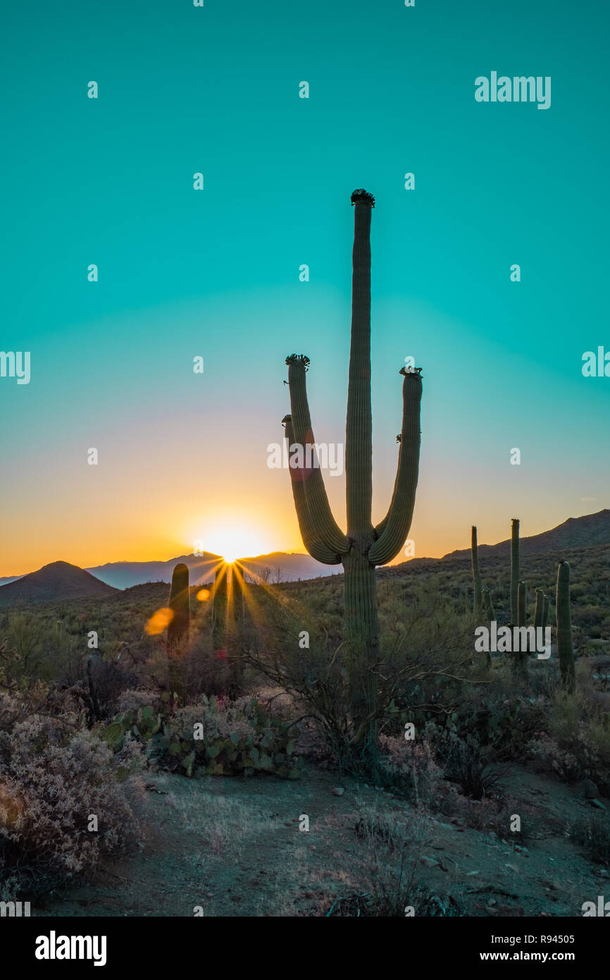 Desert sunset with cactus hi-res stock photography and images - Alamy