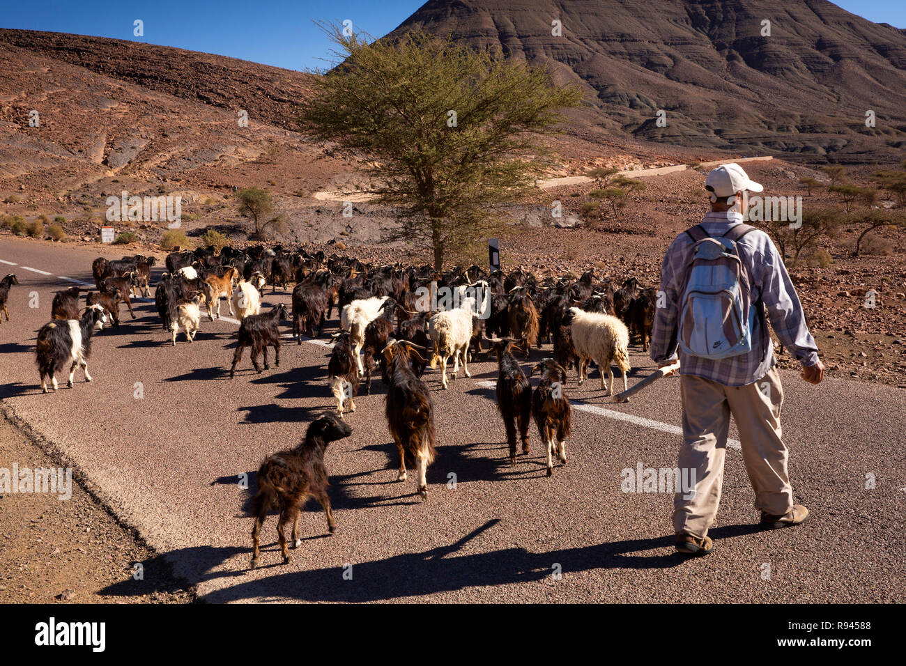 Morocco, Ouarzazate, shepherd guiding flock of goats across road to ...
