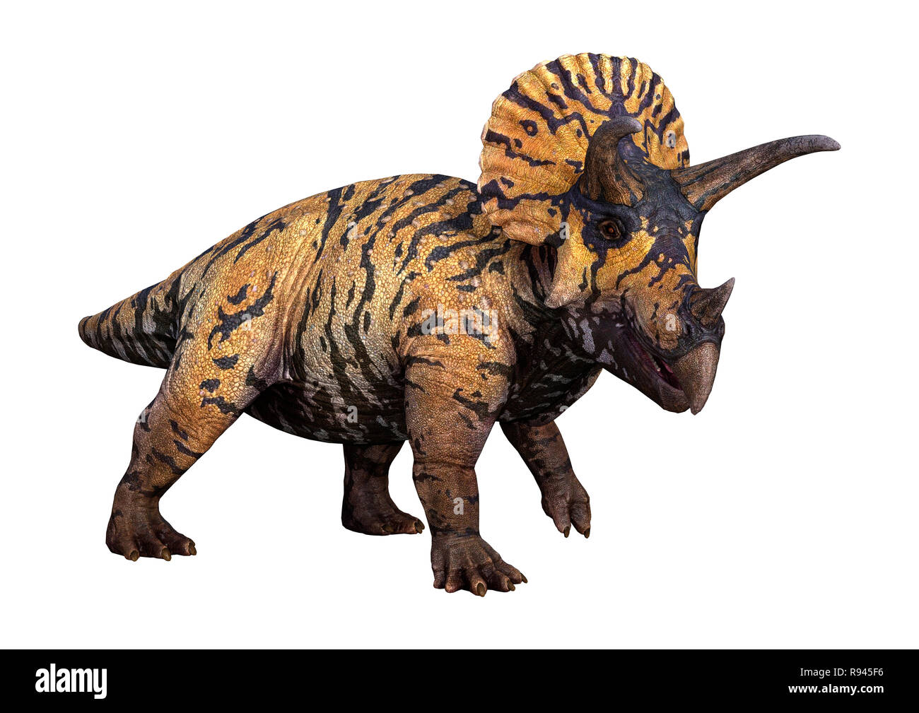3D rendering of a dinosaur Triceratops isolated on white background ...