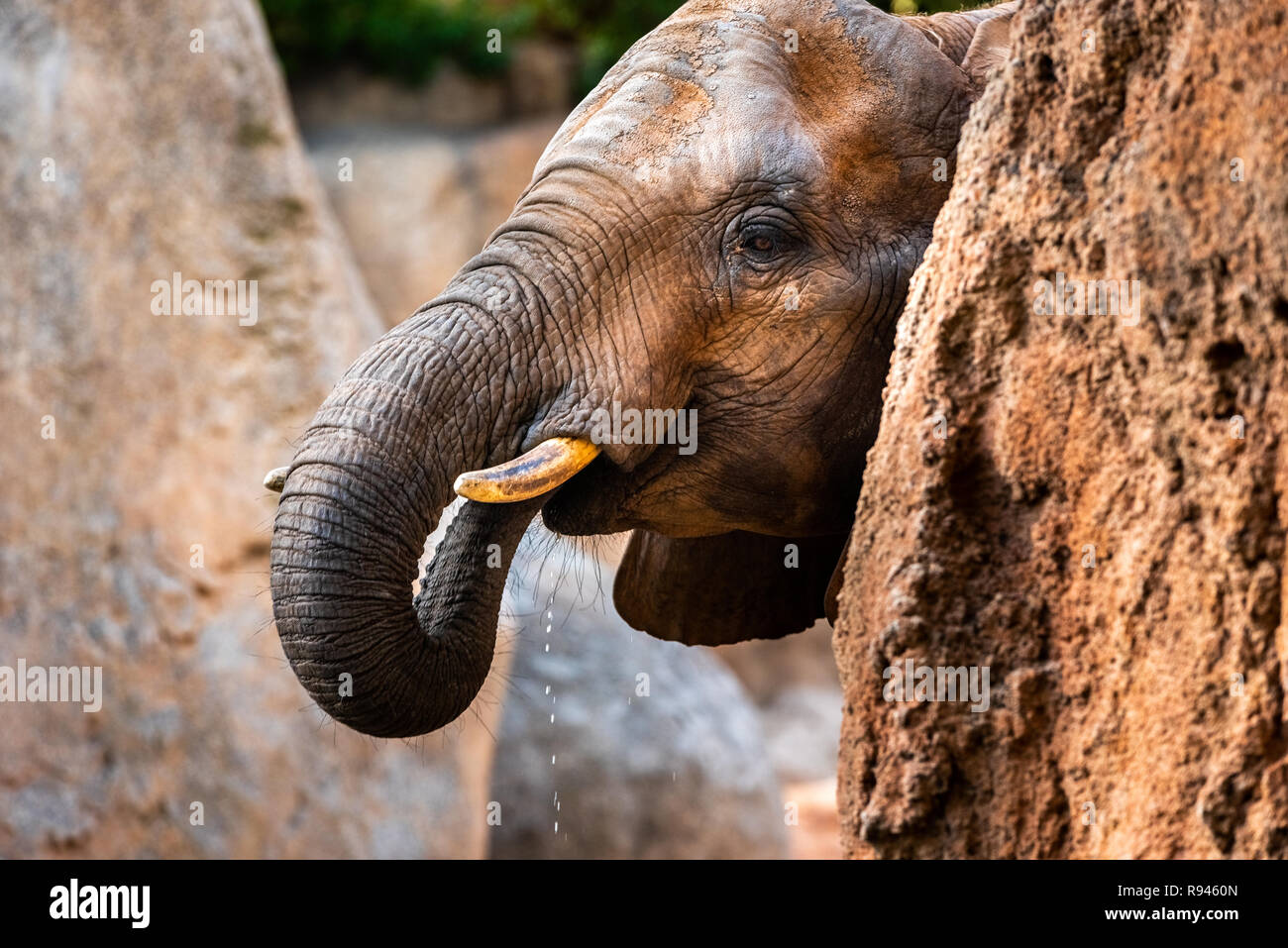 African wild animals in a zoo Stock Photo - Alamy