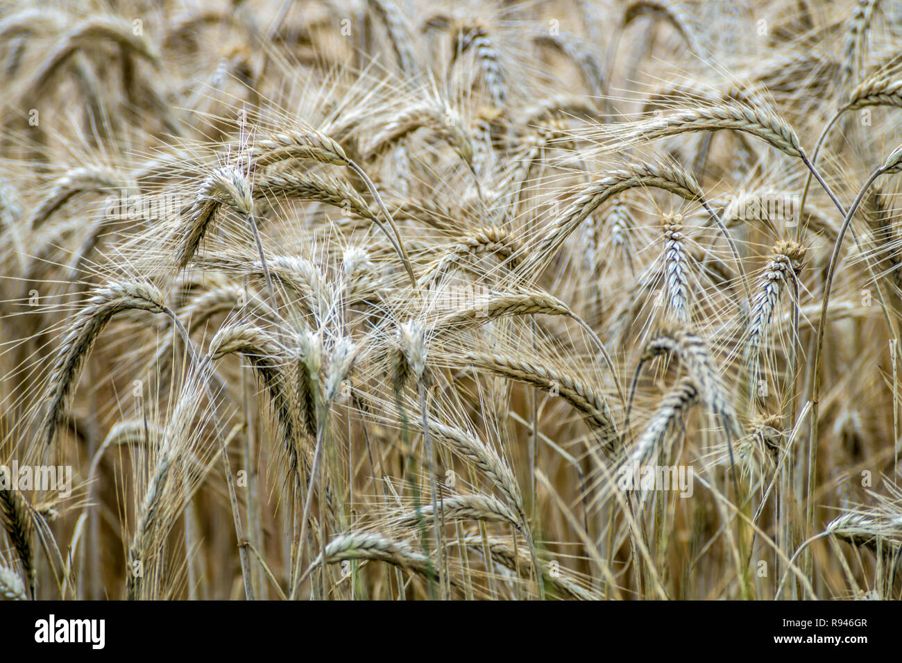 Wheat waving hi-res stock photography and images - Alamy