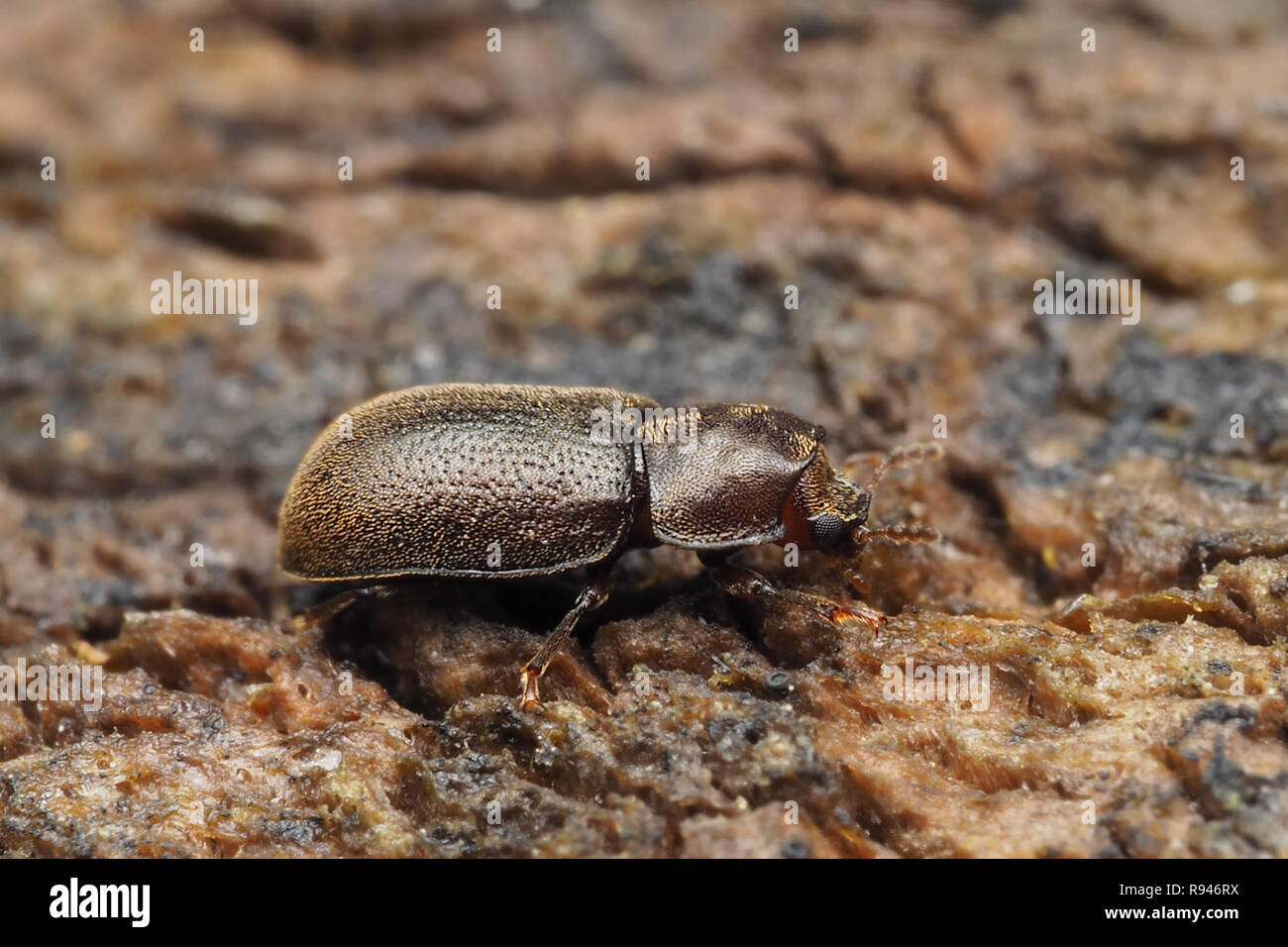 Minute tree fungus beetle in the family ciidae hi-res stock photography ...