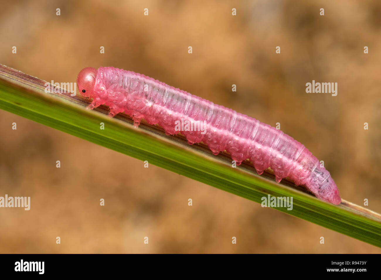 Sawfly hi-res stock photography and images - Alamy