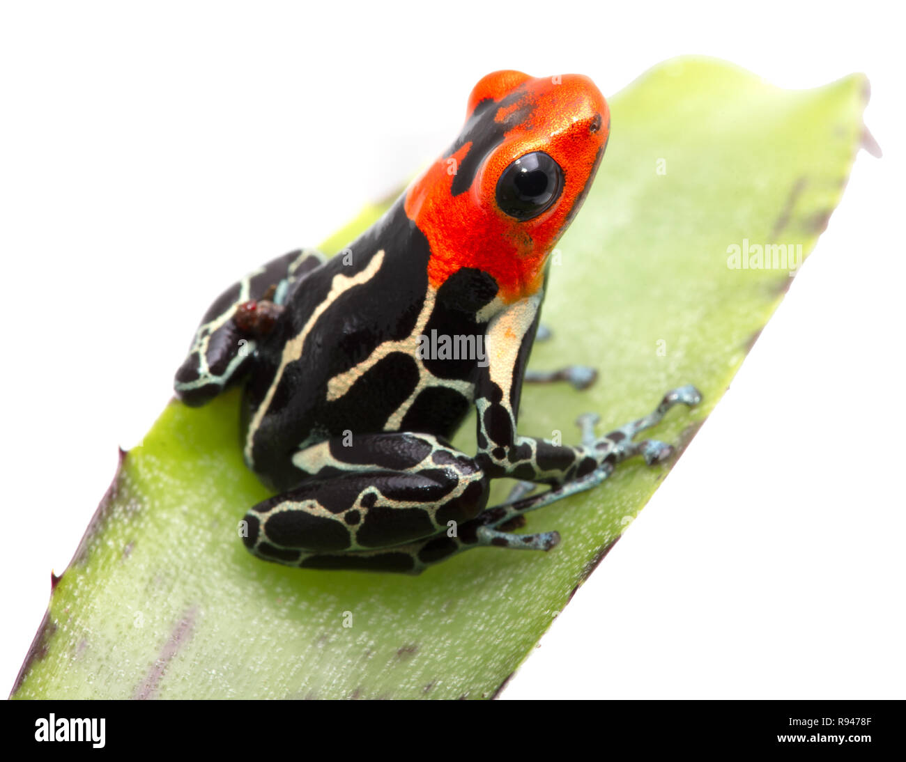 Fantastic red headed poison dart frog, Ranitomeya fantastica Caynarichi ...