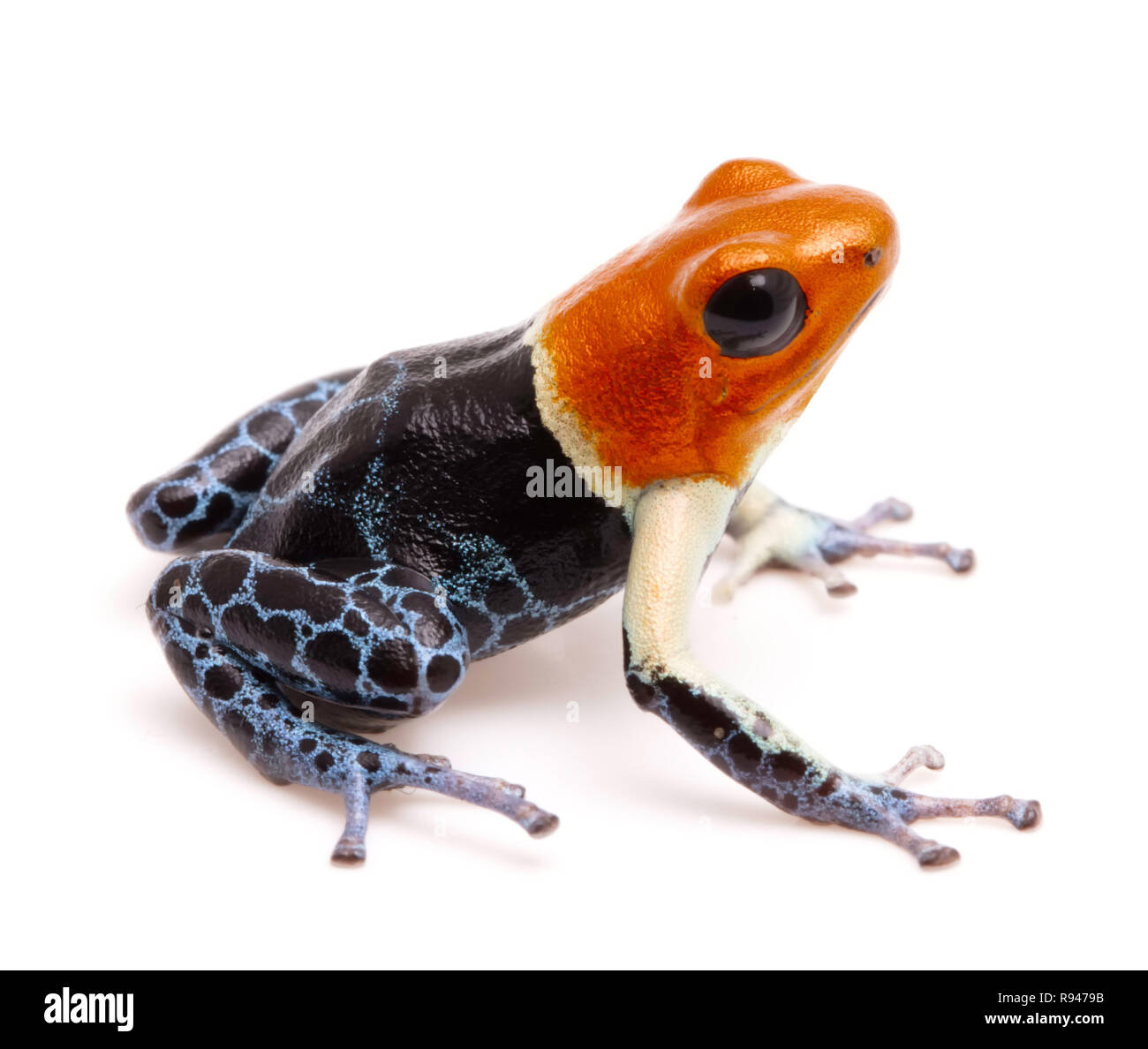 Red headed poison dart or arrow frog, Ranitomeya fantastica. A ...