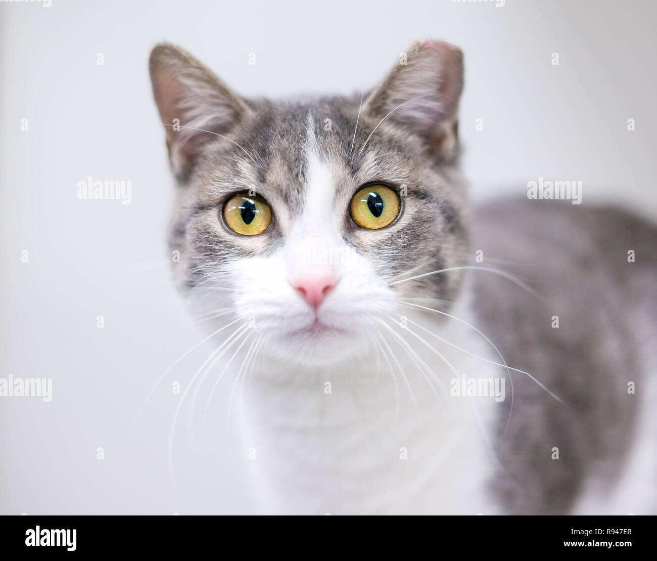 Feral cat ear tip hi-res stock photography and images - Alamy