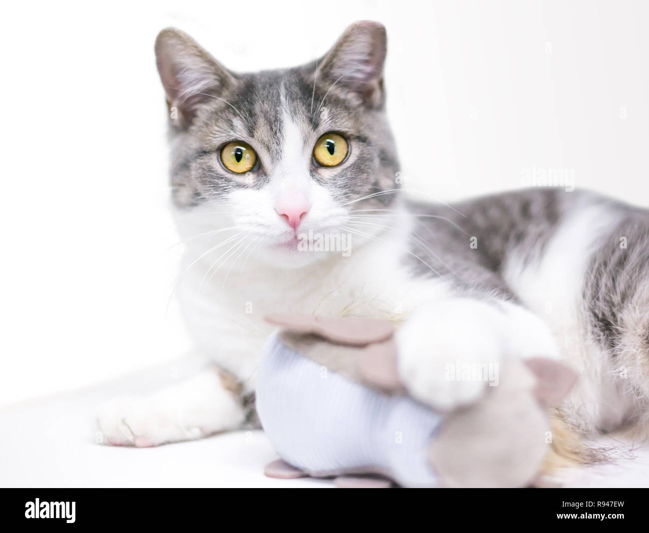 Ear tip, cat hi-res stock photography and images - Alamy