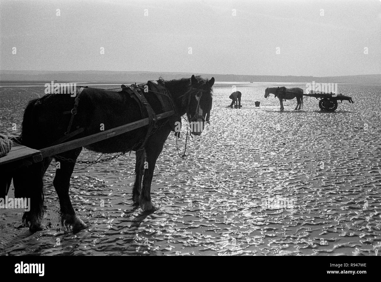 Cockle pickers hi-res stock photography and images - Alamy