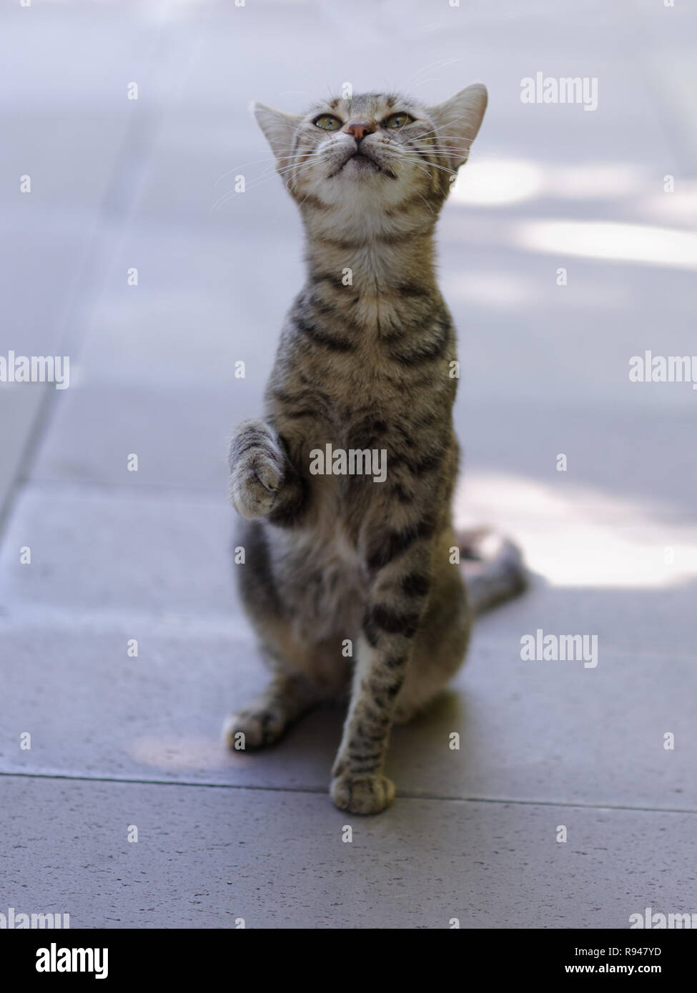 Cute kitten begging for food outdoors Stock Photo - Alamy