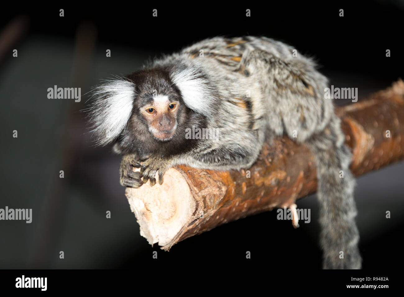 Common Marmoset (Callithrix jacchus Stock Photo - Alamy