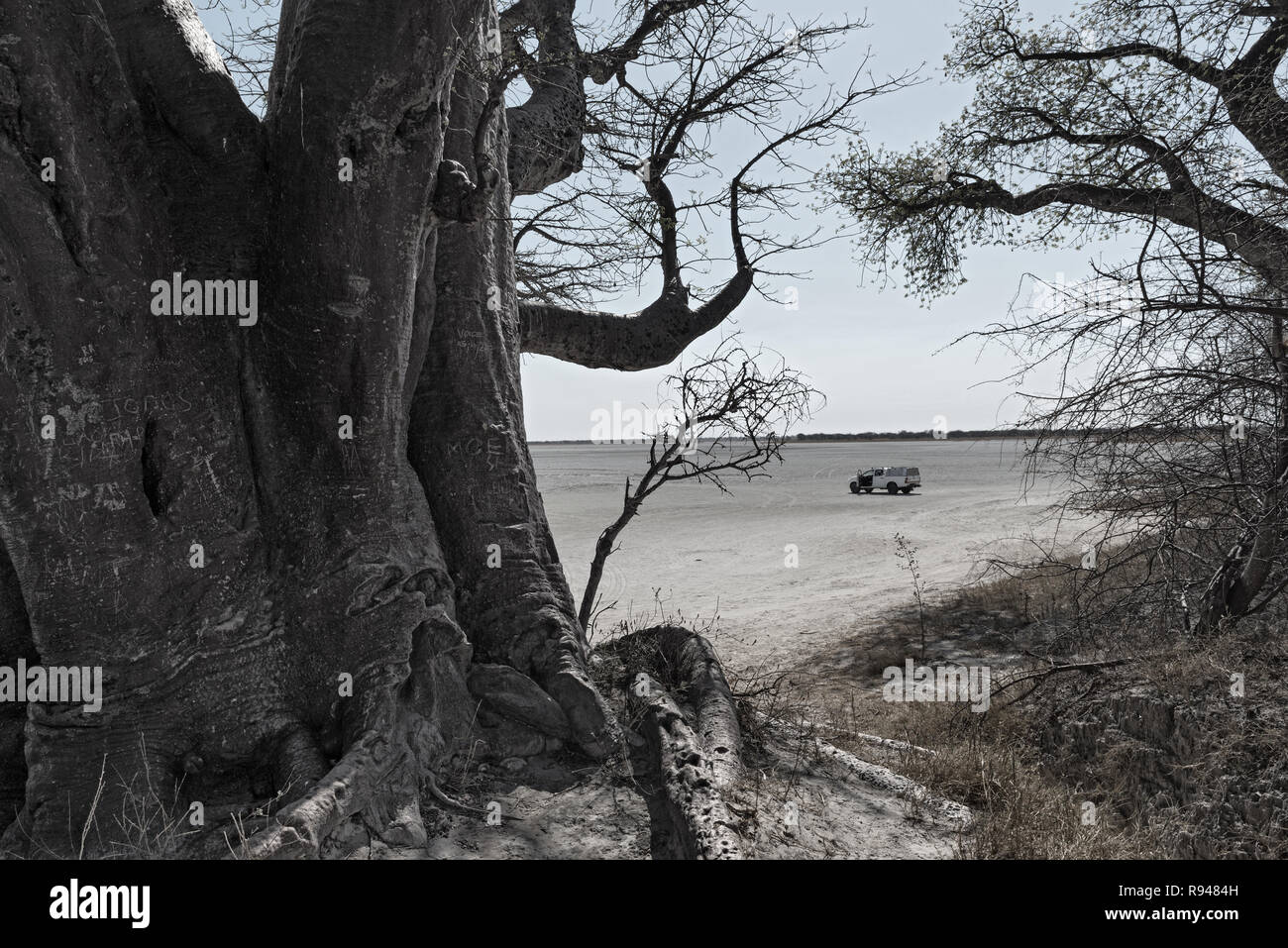 Botswana trees hi-res stock photography and images - Alamy
