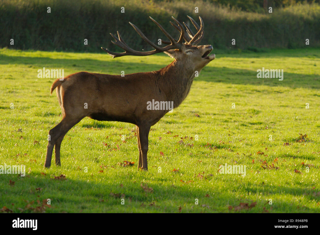 Rewilding nature hi-res stock photography and images - Alamy