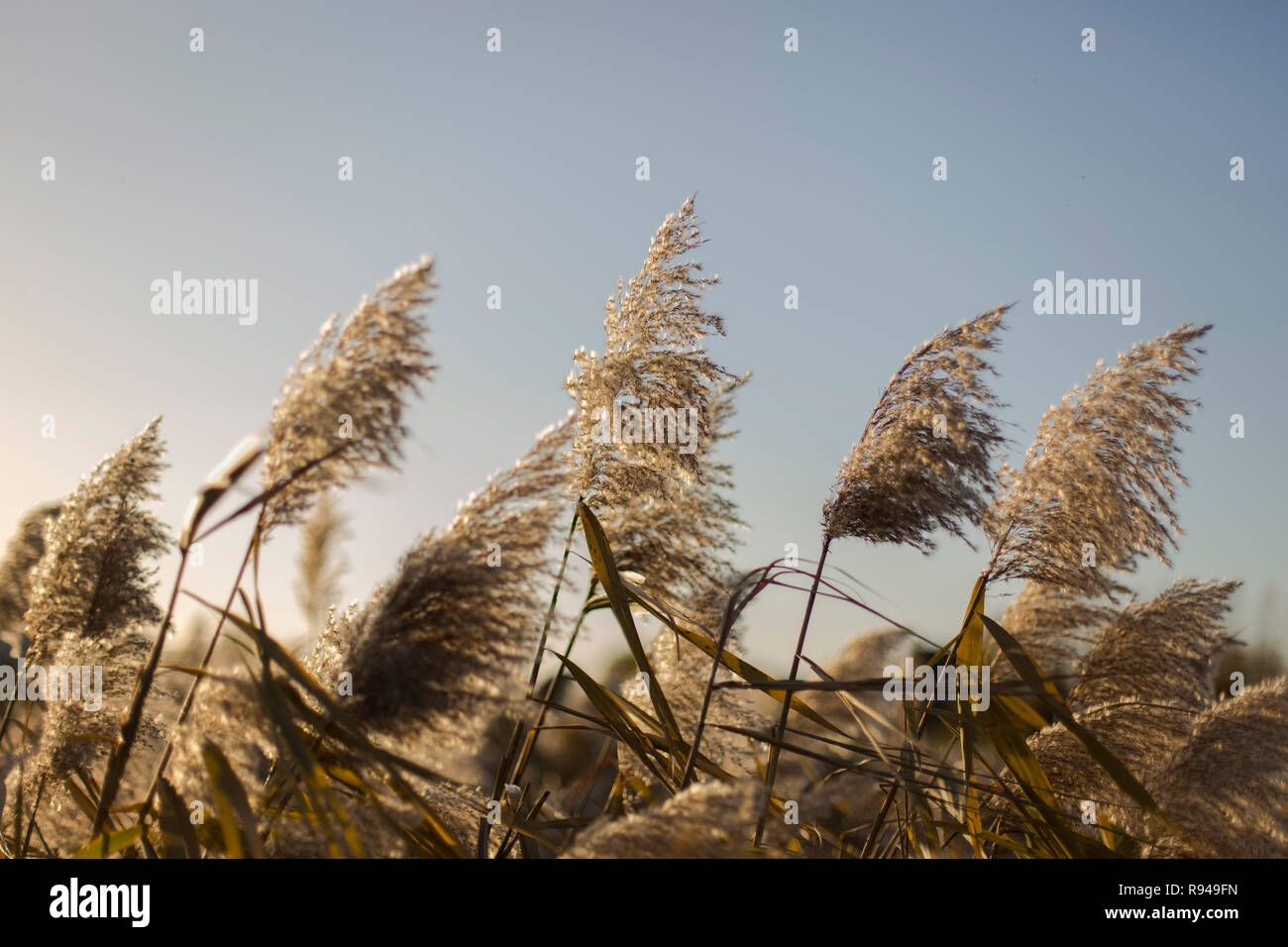 soft light winter riverside feather reeds Stock Photo - Alamy