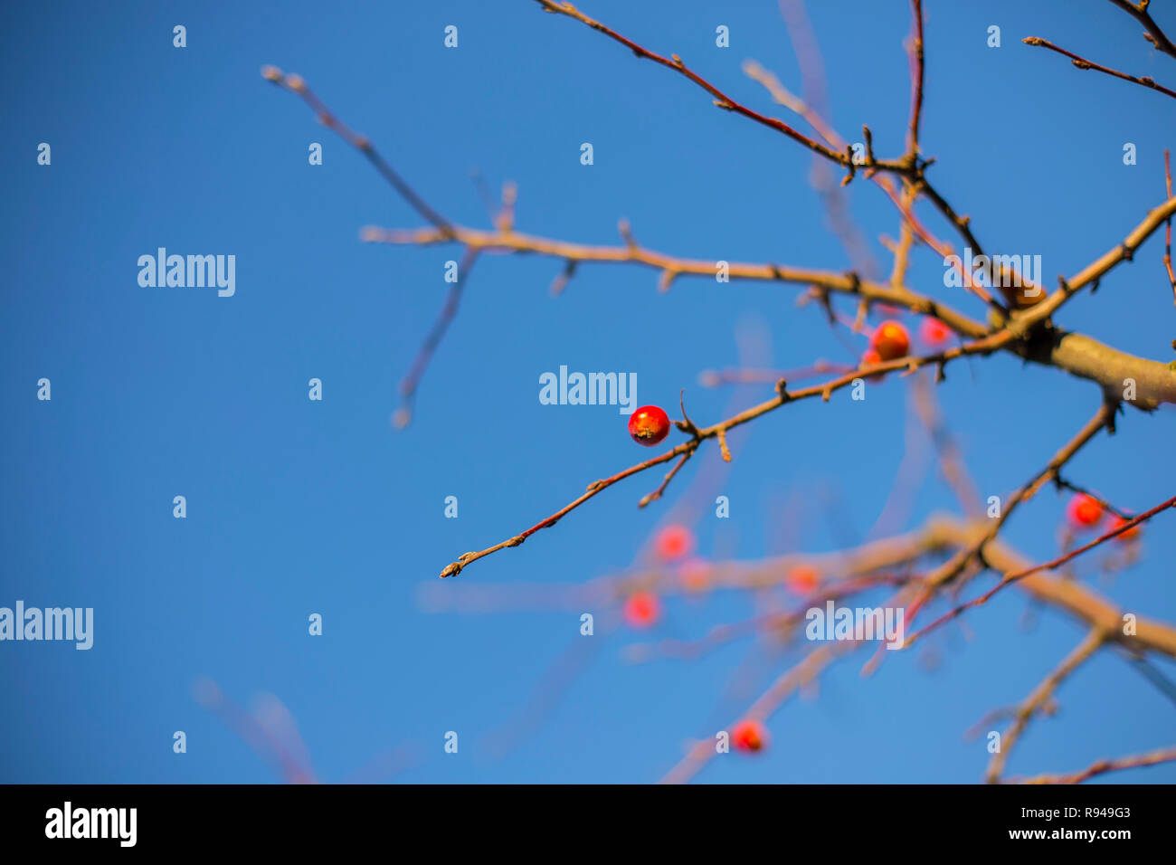 Cold winter tree branch one single small red berry Stock Photo - Alamy