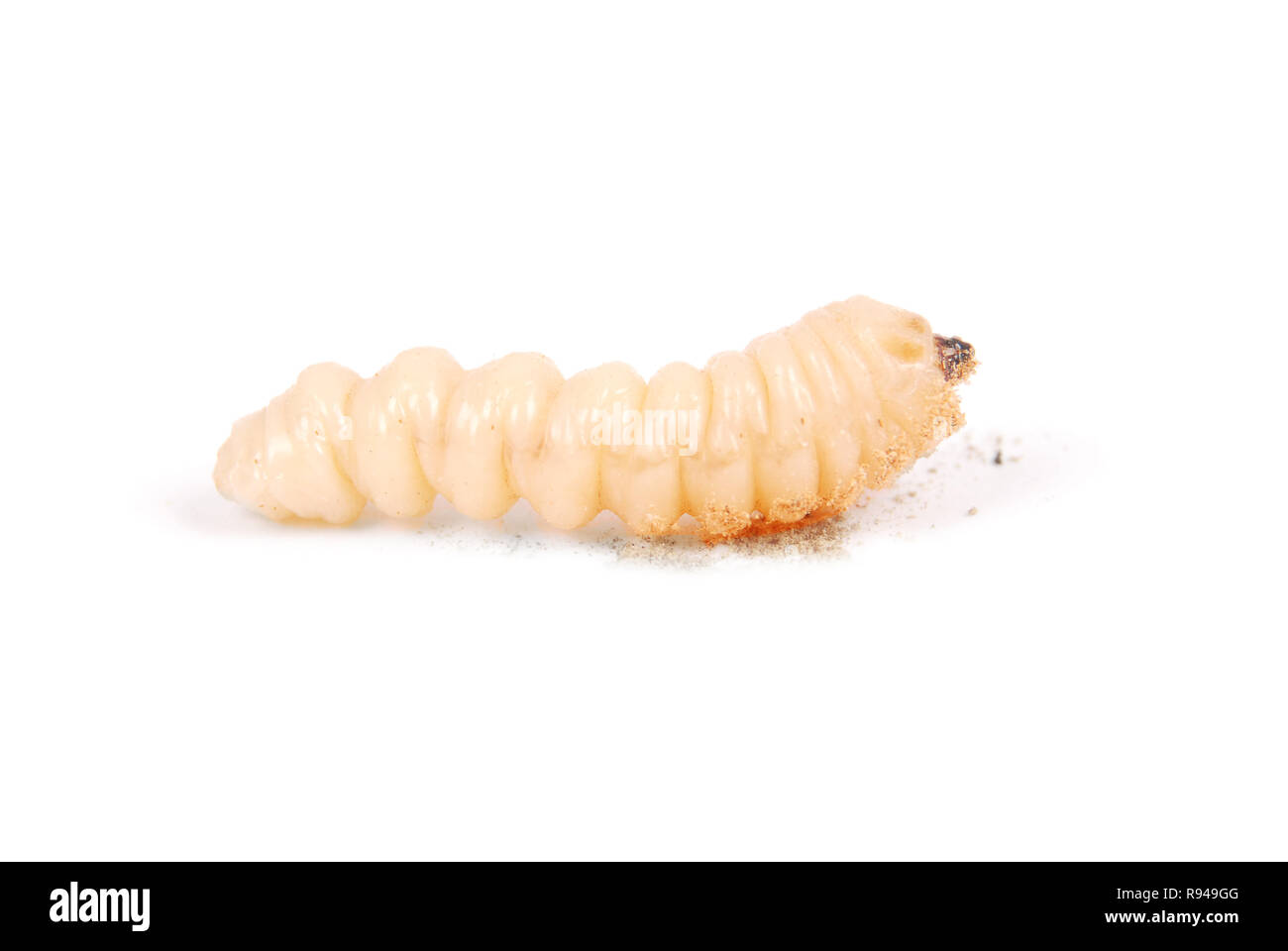 Larva bark beetle (Scolytinae). Larva of Bark beetles legless isolated ...