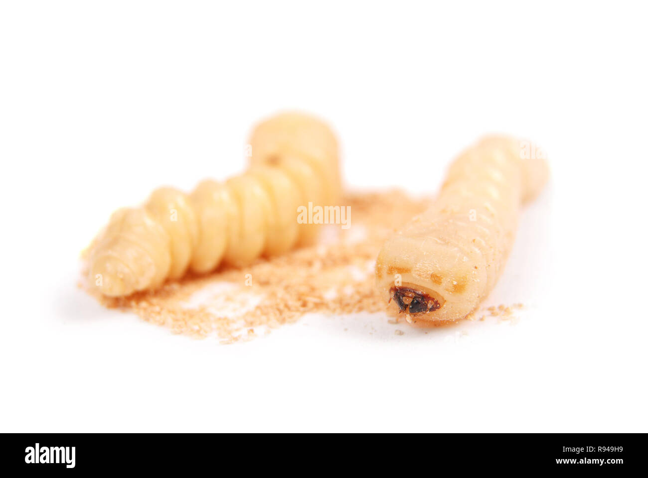 Larva bark beetle (Scolytinae). Larva of Bark beetles legless isolated ...