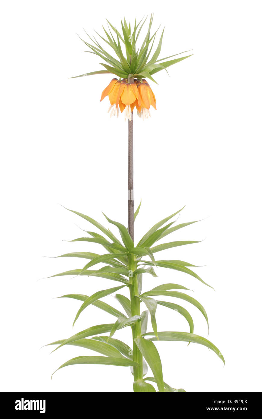 Royal Crown flowers on studio. Kaiser's crown (Fritillaria imperialis ...
