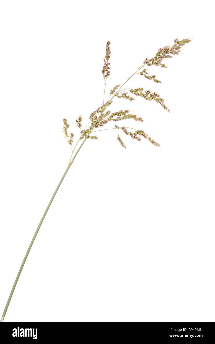 White spikelet hi-res stock photography and images - Alamy