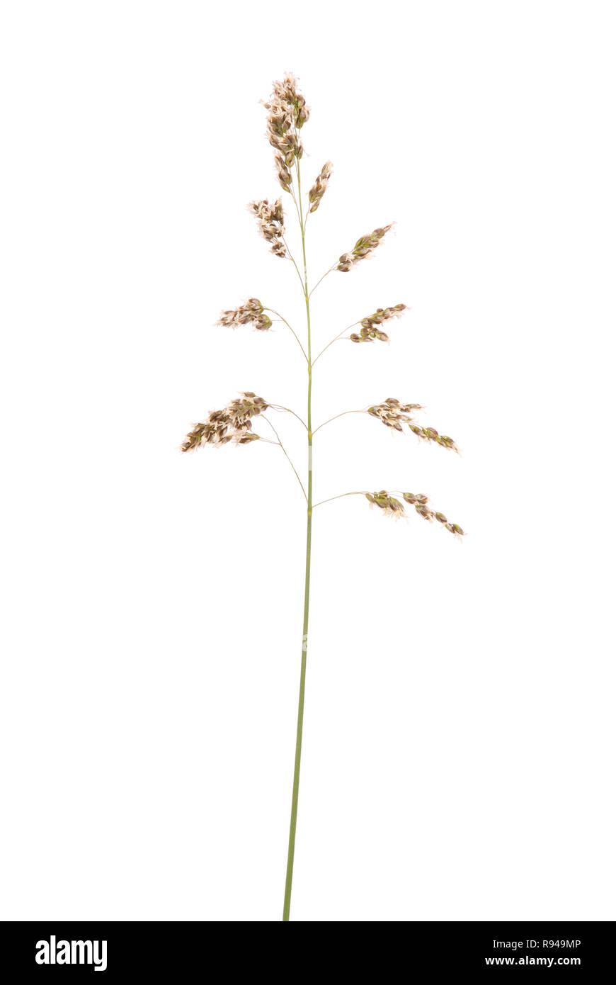 Spikelet grass hi-res stock photography and images - Alamy