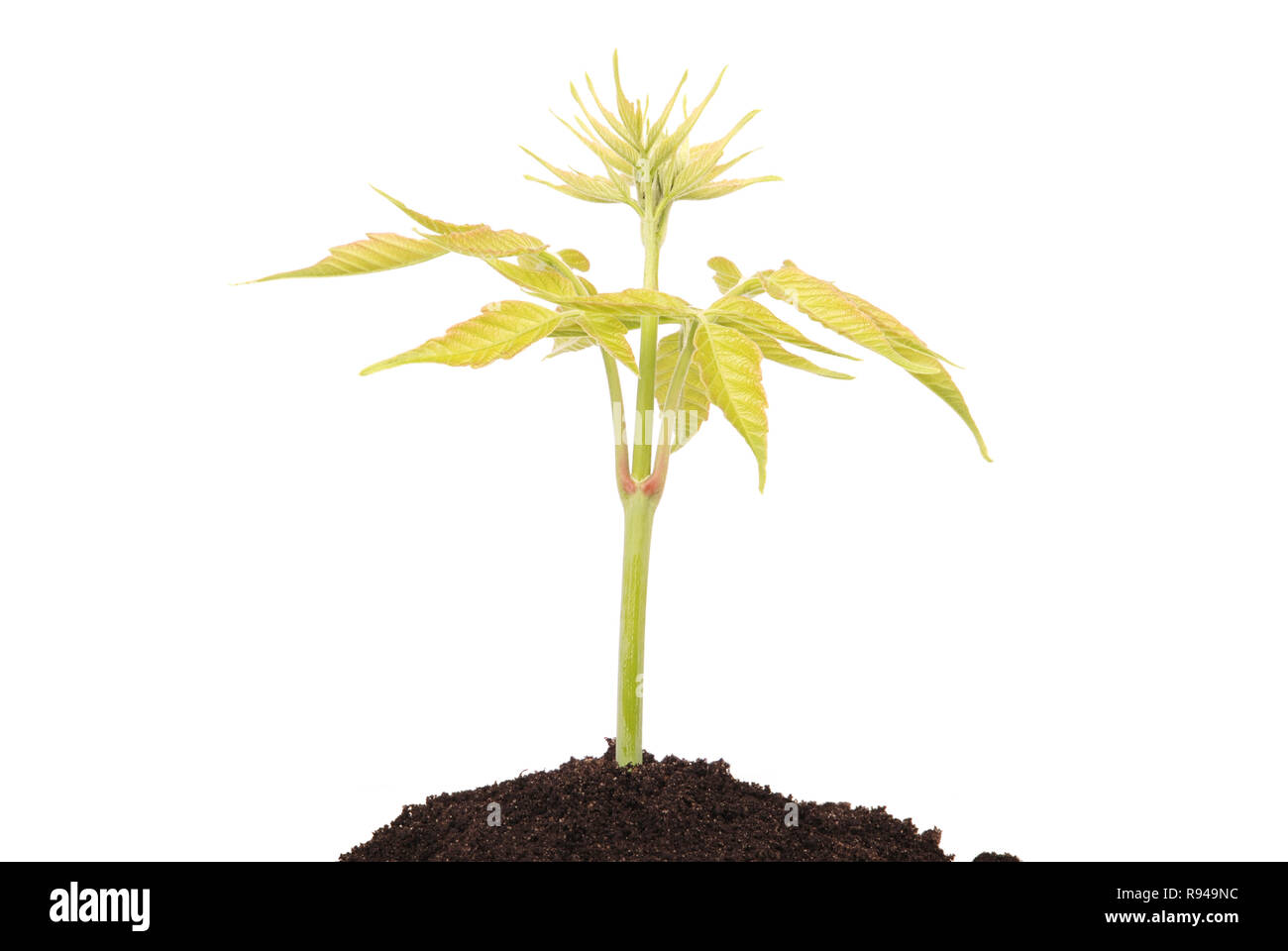 Plant tree growing seedling in soil isolated on white background Stock ...