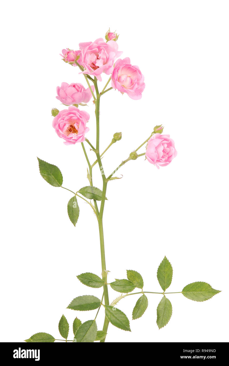 Pink rose with button isolated on white background Stock Photo - Alamy