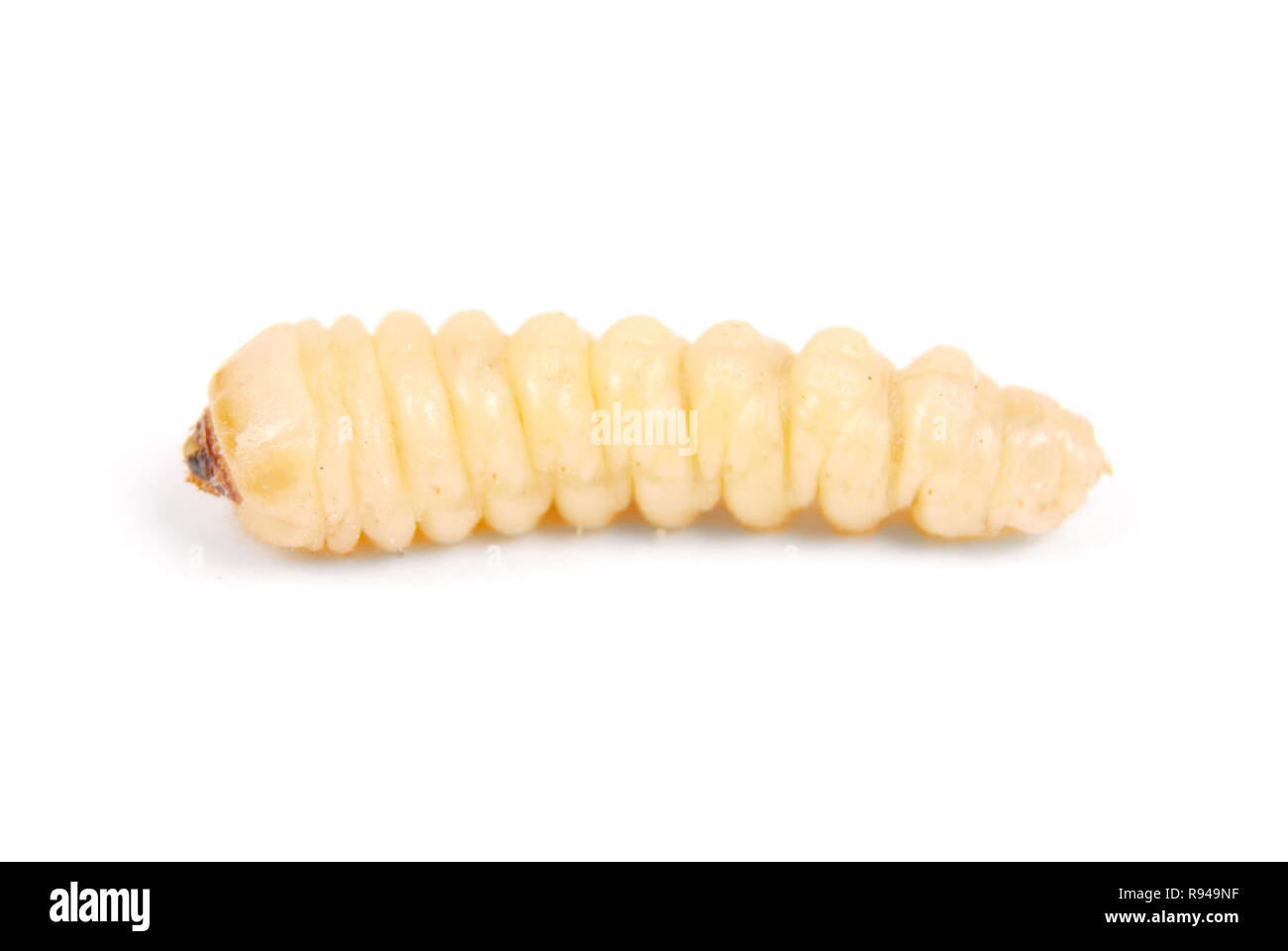 Larva bark beetle (Scolytinae). Larva of Bark beetles legless isolated ...
