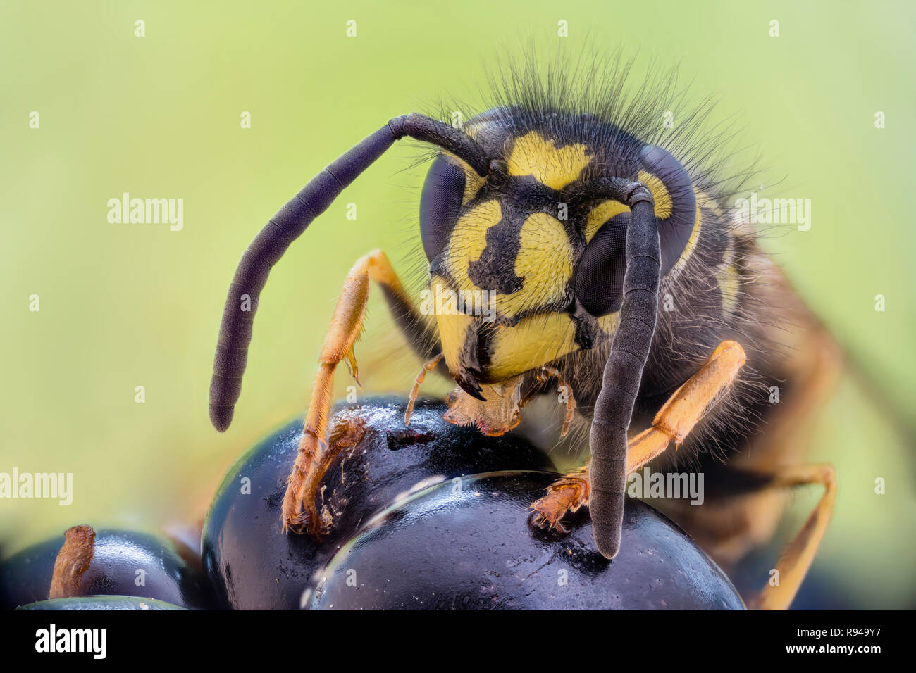Gemeine Wespe, Vespula vulgaris, Common Wasp - Extreme Microscope ...